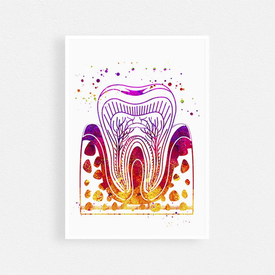 Dental Art Molar Tooth Structure Watercolor Print Dental - Etsy