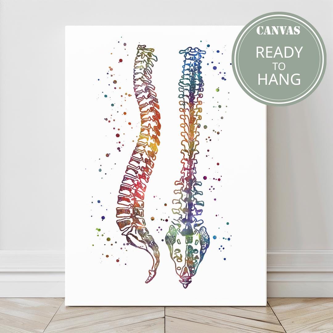 Spine Anatomy Canvas Print, Chiropractic Wall Art, Doctor Office Decor ...