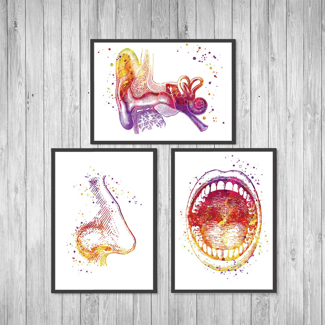 ENT Gifts, ENT Art Set of 3 Medical Art Prints Ear Nose Throat Medical ...