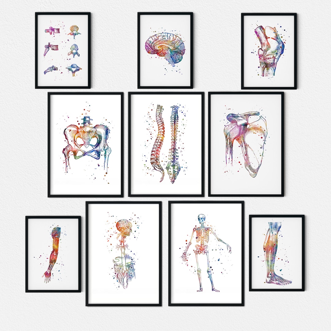 Anatomy Art Set of 10 Prints, Multicolored Watercolor Anatomical ...