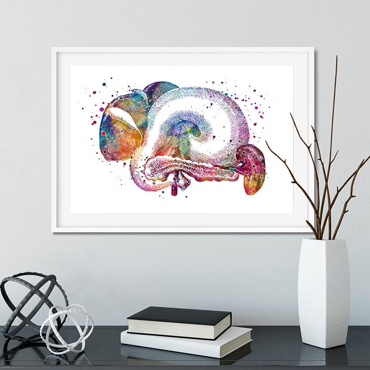 Internal Organs Anatomy Art Print Liver Pancreas Spleen - Etsy