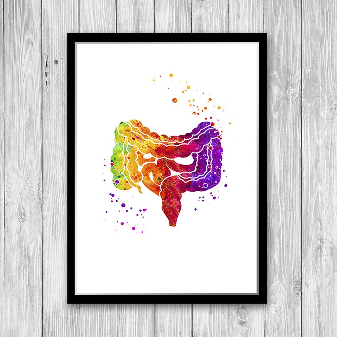 Lower Gastrointestinal Tract Digestive System Stomach Art Human Organs ...