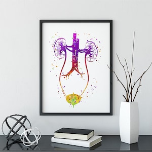 Urology Art Kidney Urinary Tract System Bladder Anatomy Art Nephrology ...