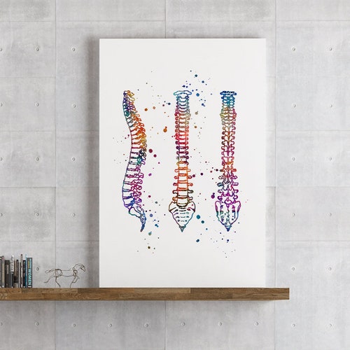 Spinal Column Human Spine Anatomy Art Watercolor Print - Etsy