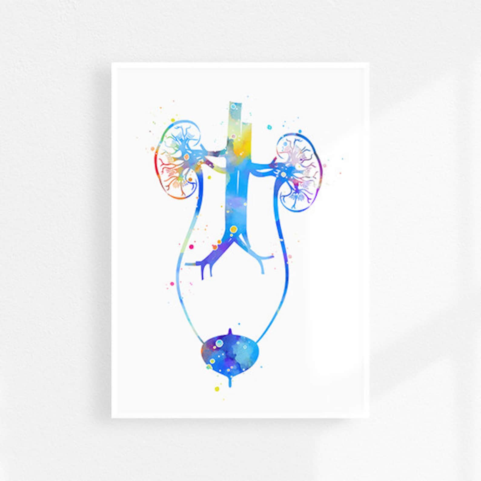 Urologist Gift, Urology Art Set Prints, Watercolor Anatomy Prints for ...