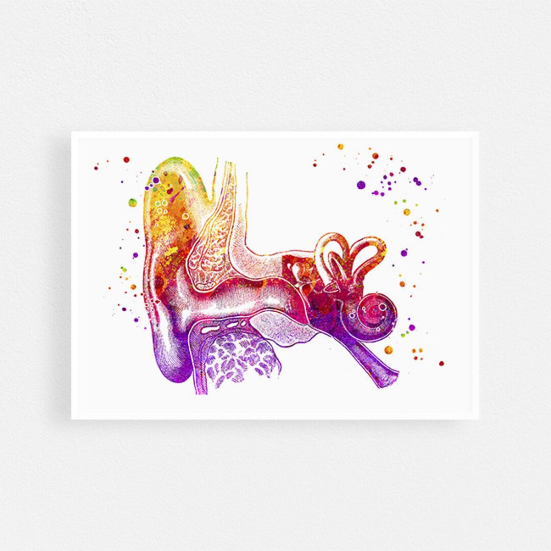 Human Ear Anatomy Watercolor Print - Etsy