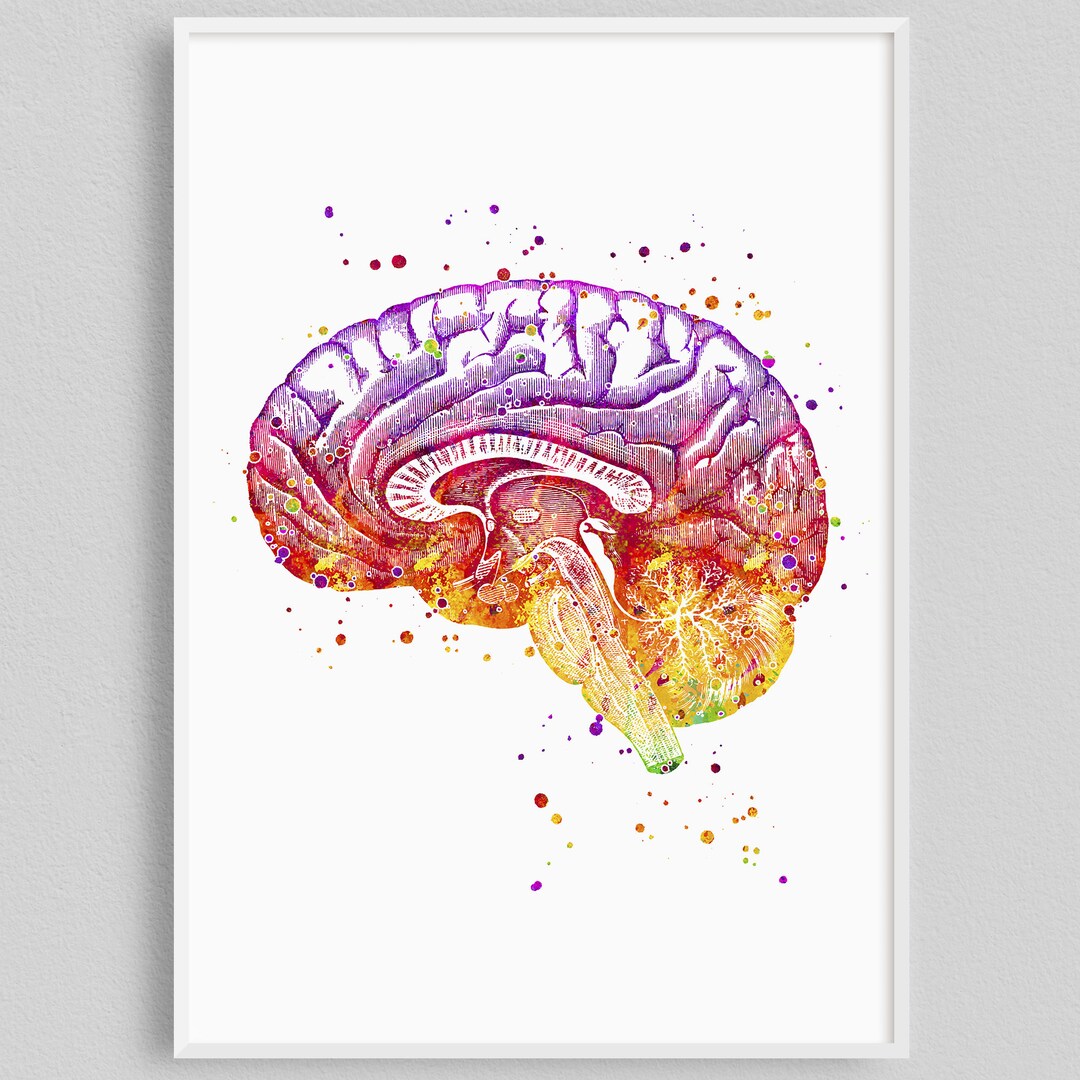 Brayn Art Watercolor Print, Neuroscience Art, Neurology Office Decor ...