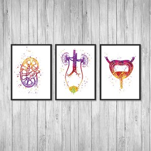 Urology Art Kidney Urinary Tract System Bladder Anatomy Art Nephrology ...