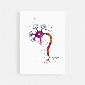 Neuroscience Art, Nerve Cell Watercolor Print, Multicolored Neuron ...