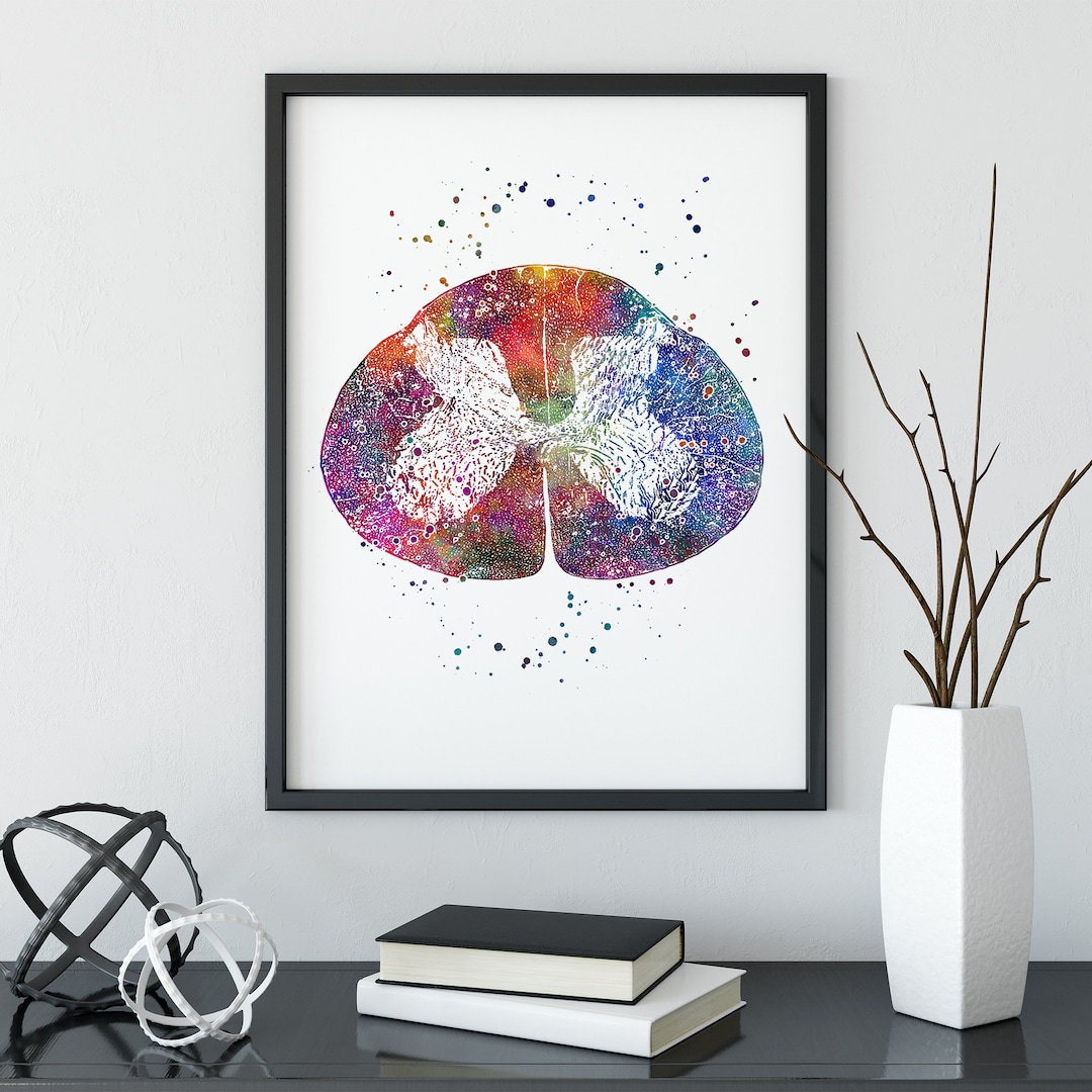Lumbar Segment Medical Poster, Spinal Cord Cross Section, Orthopedic ...