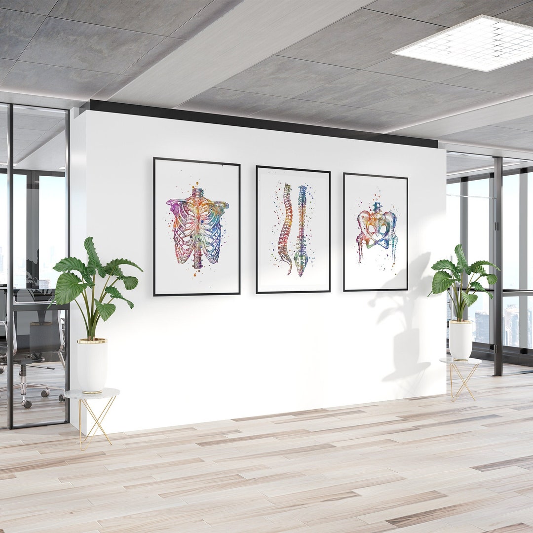 Chiropractic Wall Art, Human Anatomy Artwork, Set of 3 Colorful ...