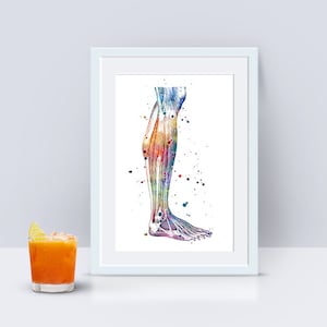 Human Leg, Anatomy Art Watercolor Print Knee Ankle and Foot Medical ...