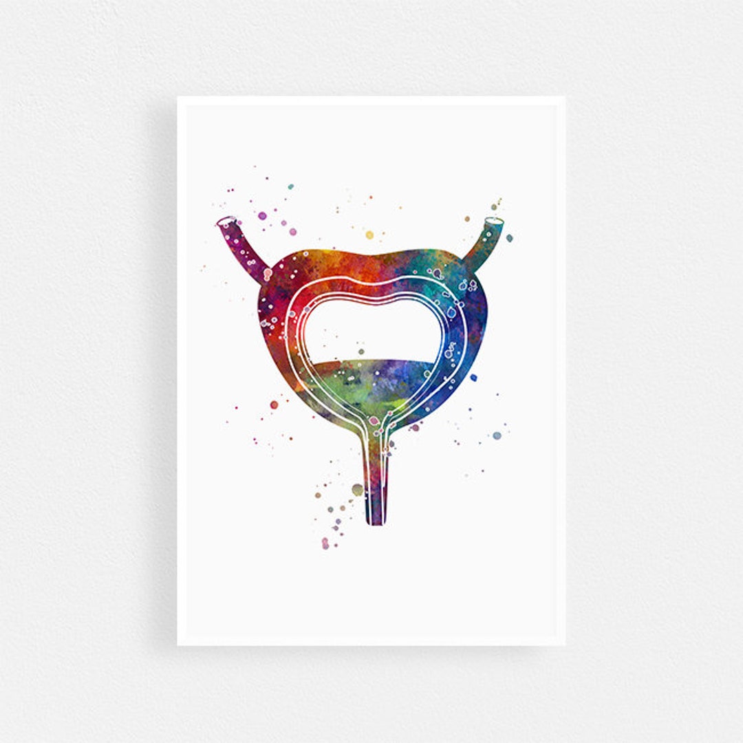 Urologist Office Decor, Bladder Art Watercolor Print, Urology Art - Etsy
