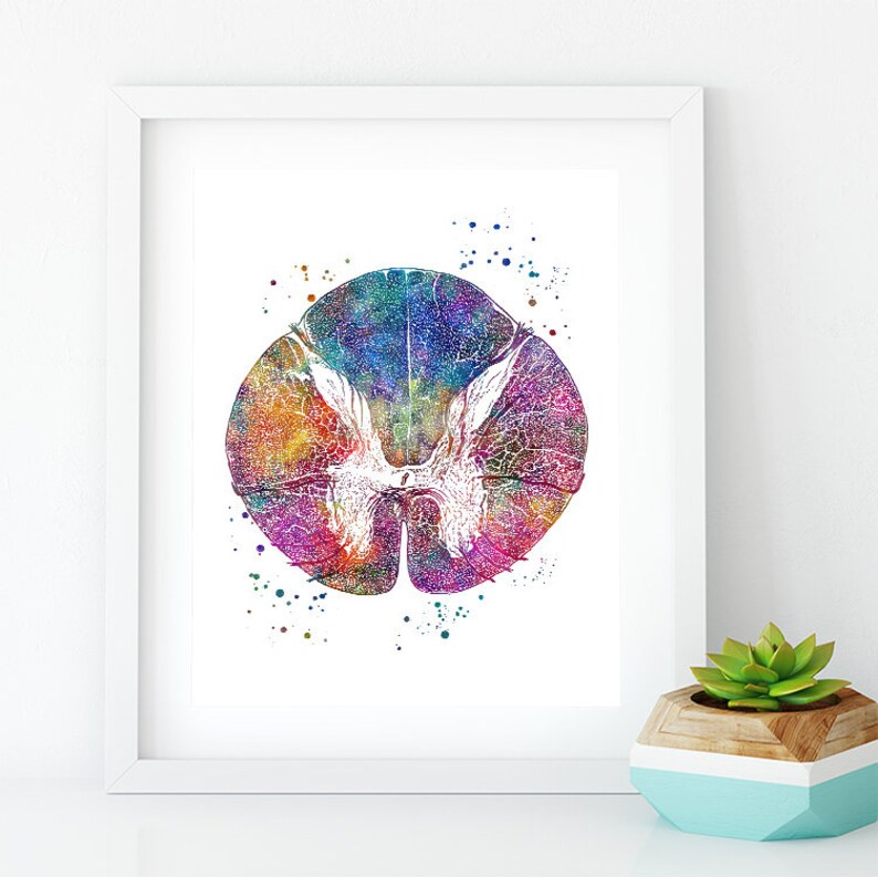 Spinal Cord Cross Section Watercolor Print Anatomy Art Doctor | Etsy Canada