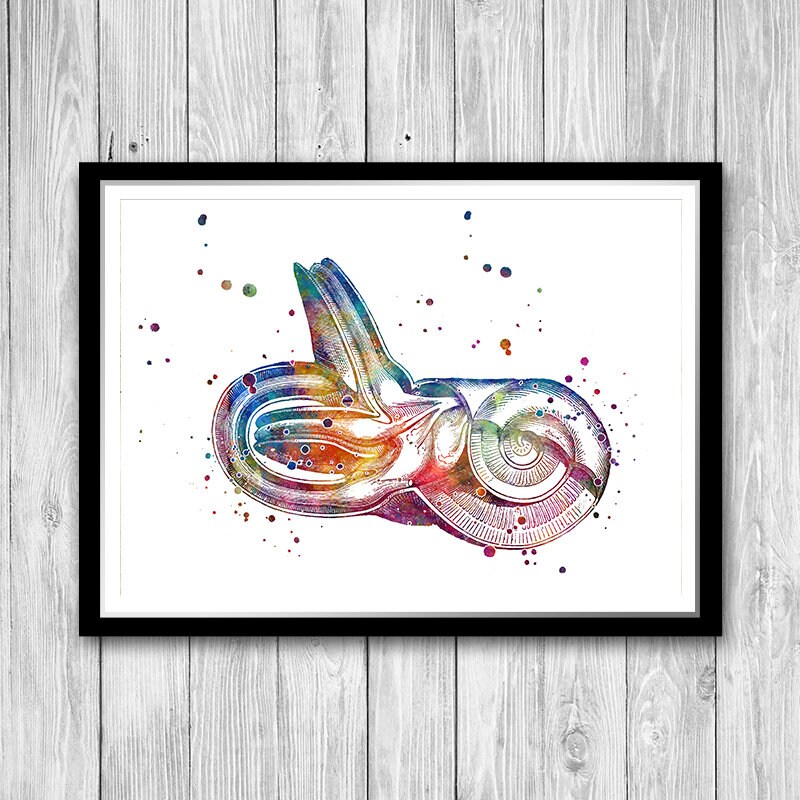 Inner Ear Watercolor Print Ear Nose Throat Anatomy Art ENT | Etsy