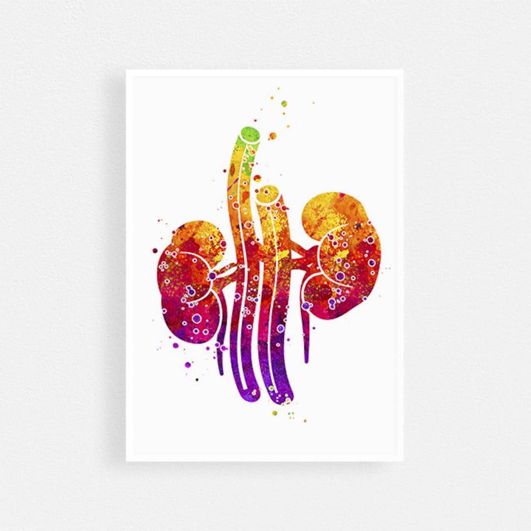 Human Kidney Art Print, Anatomy Art Watercolor Poster, Urology Art for ...