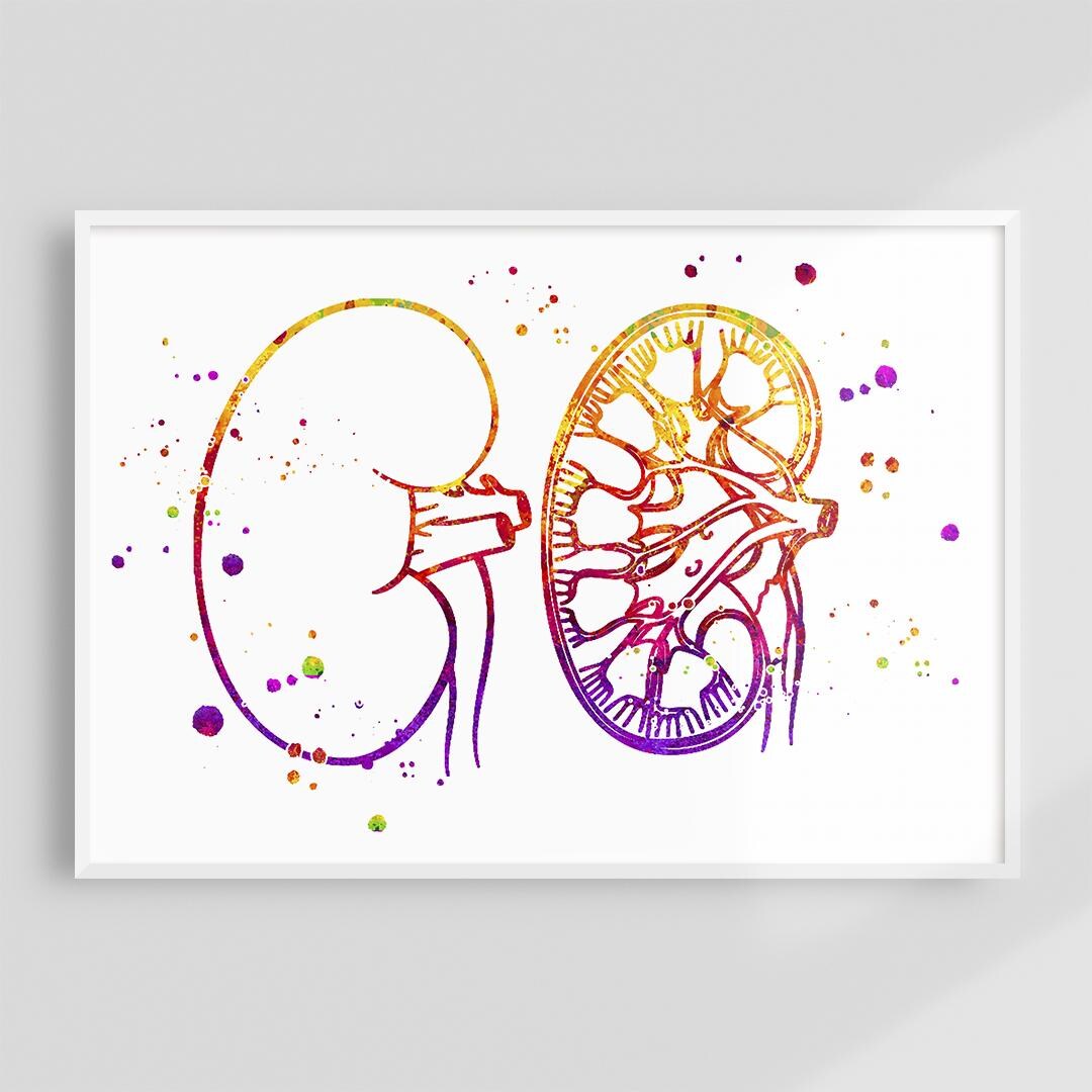 Urology Art, Kidney Anatomical Print, Human Anatomy Watercolor Vibrant ...