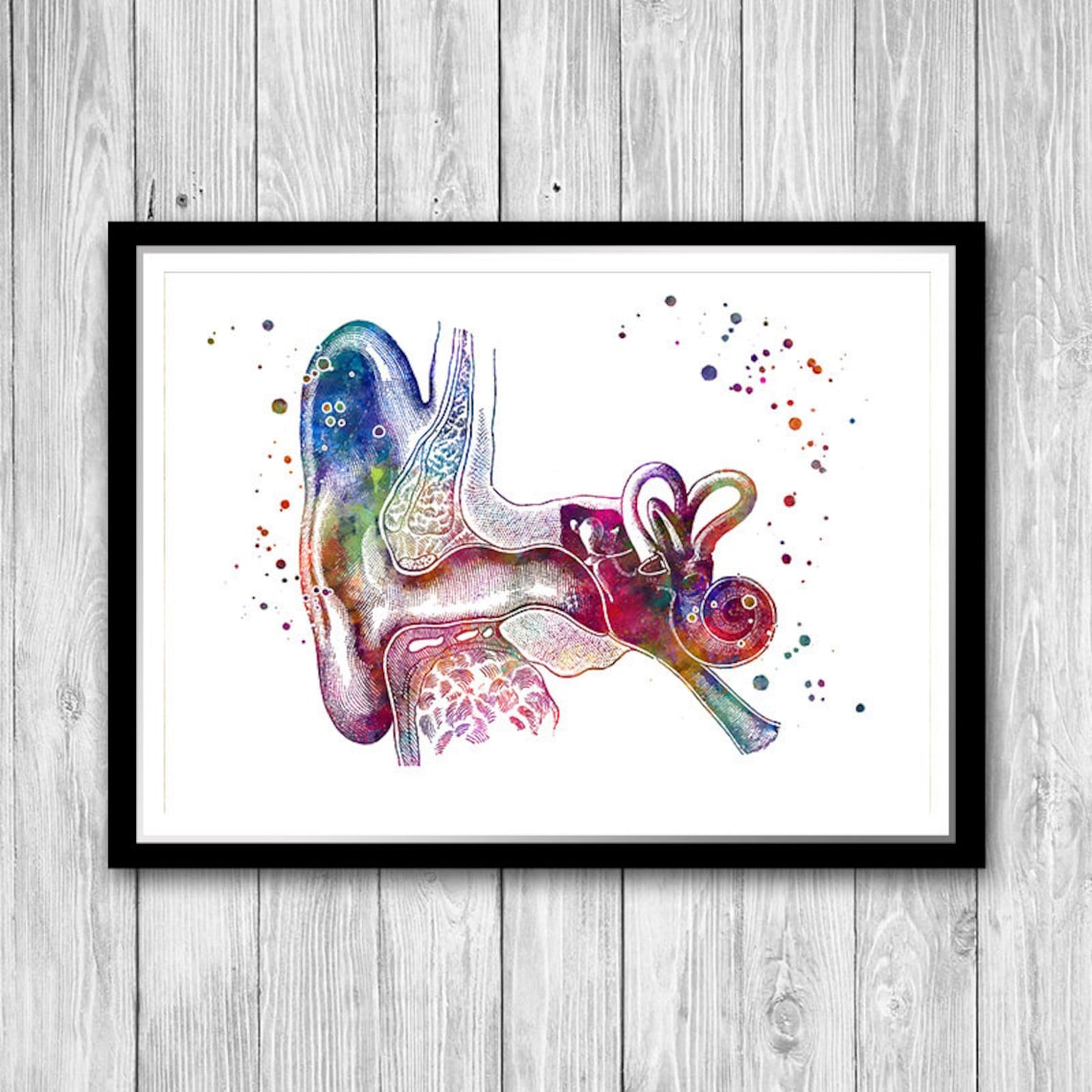 Audiology Art Human Ear Anatomy Watercolor Prints Set of 4 | Etsy