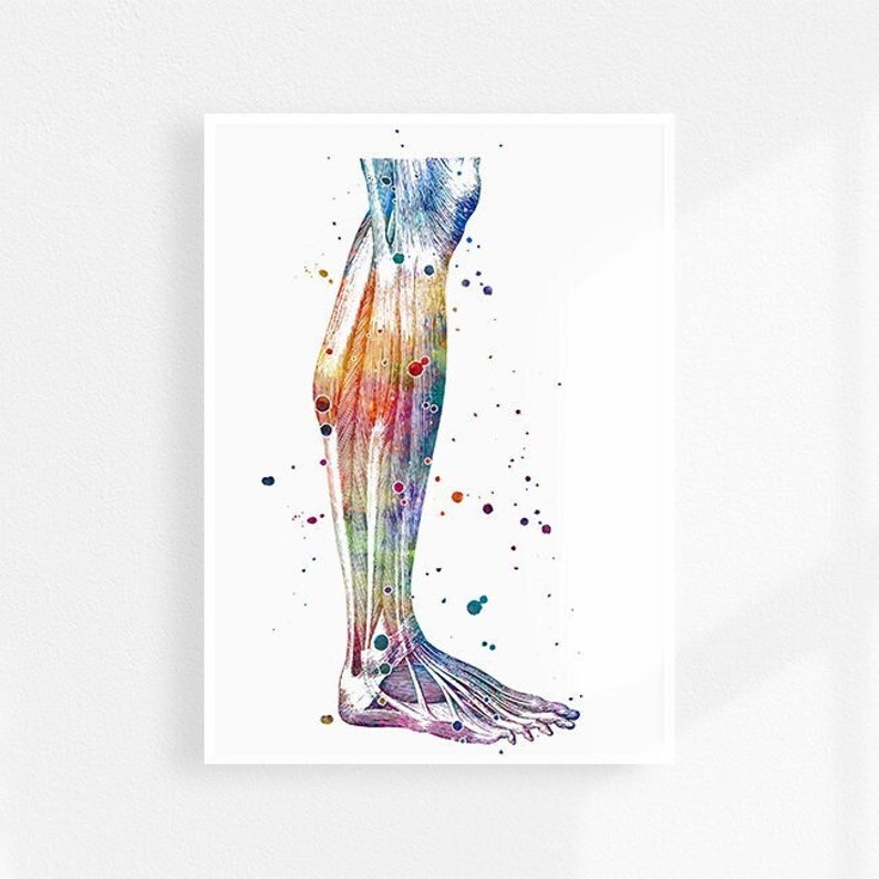 Human Leg Anatomy Art Watercolor Print Knee Ankle and Foot - Etsy