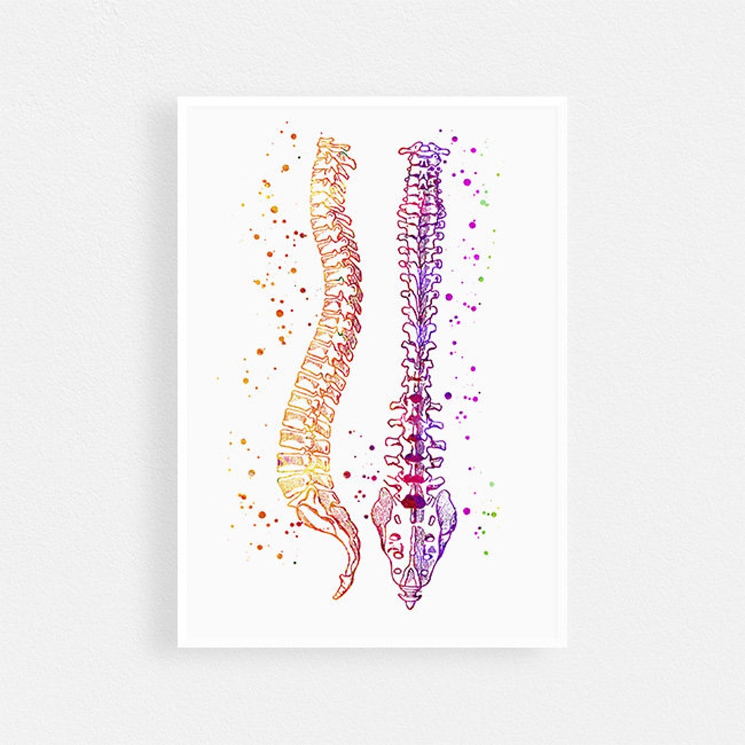 Spinal Column, Human Spine Anatomy Art Watercolor Print, Vertebral ...