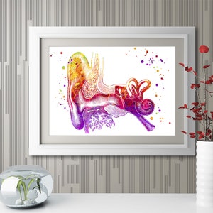 Human Ear Anatomy Watercolor Print - Etsy