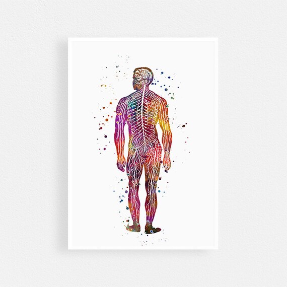 Nervous Systemjj Nervous System Projects Human Body