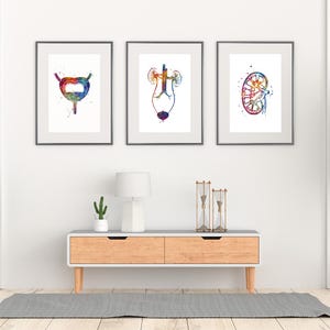 Urology Art Set of 3 Watercolor Prints, Human Anatomy Urinary System ...