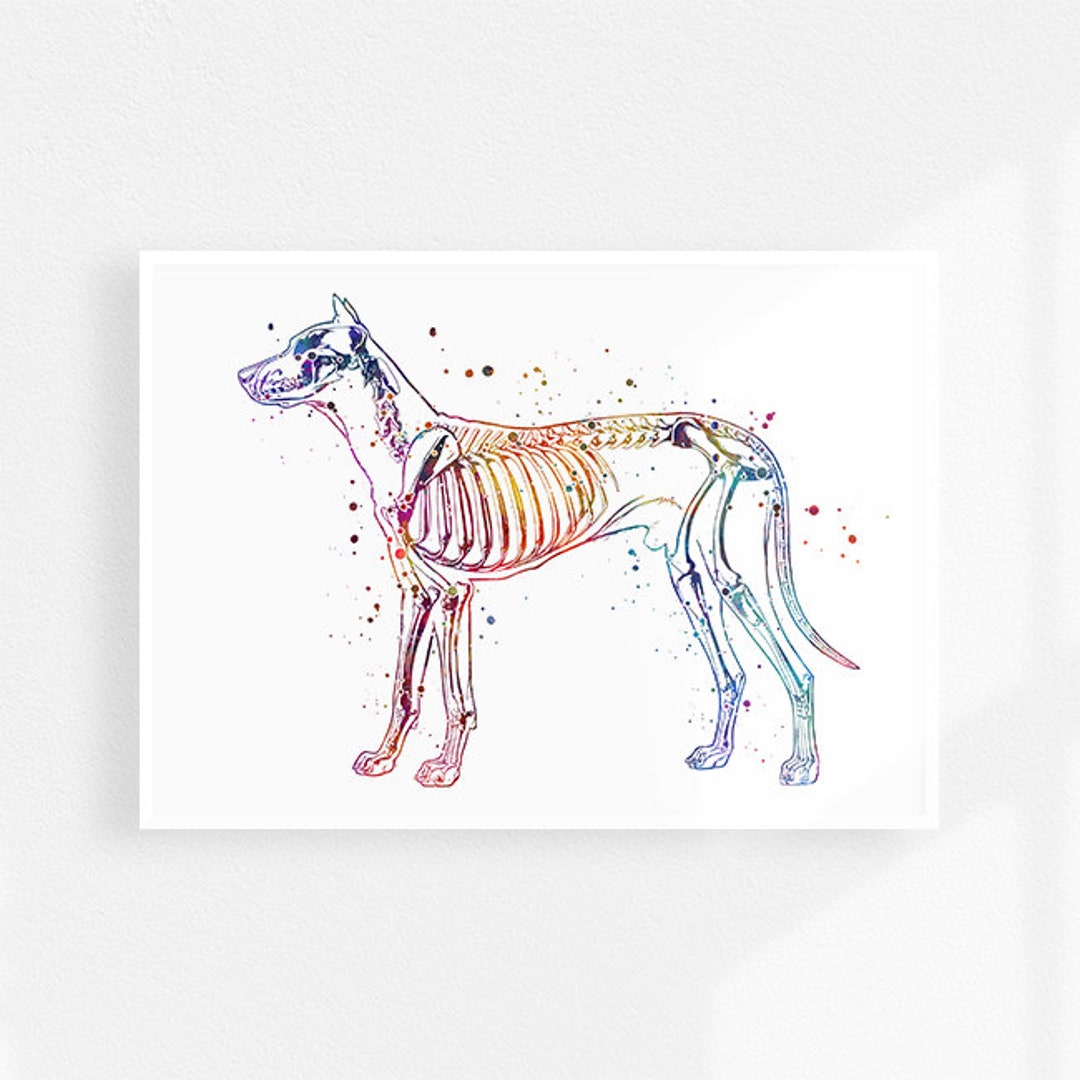 Veterinary Clinic Wall Decor, Dog Skeletal System Watercolor Art Print ...
