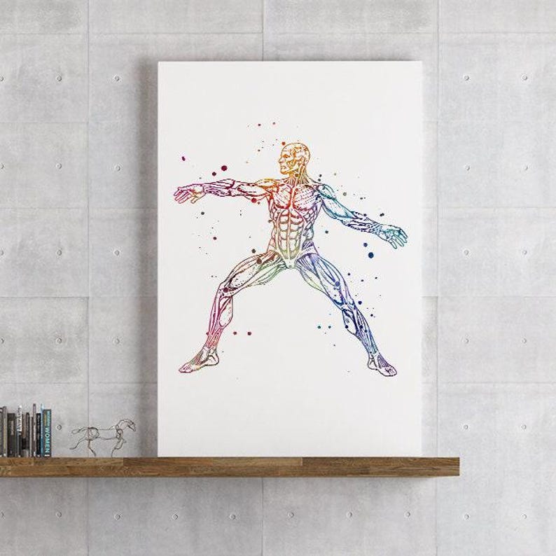 Muscles of the Body | Human Anatomy Art Print | Muscular System ...