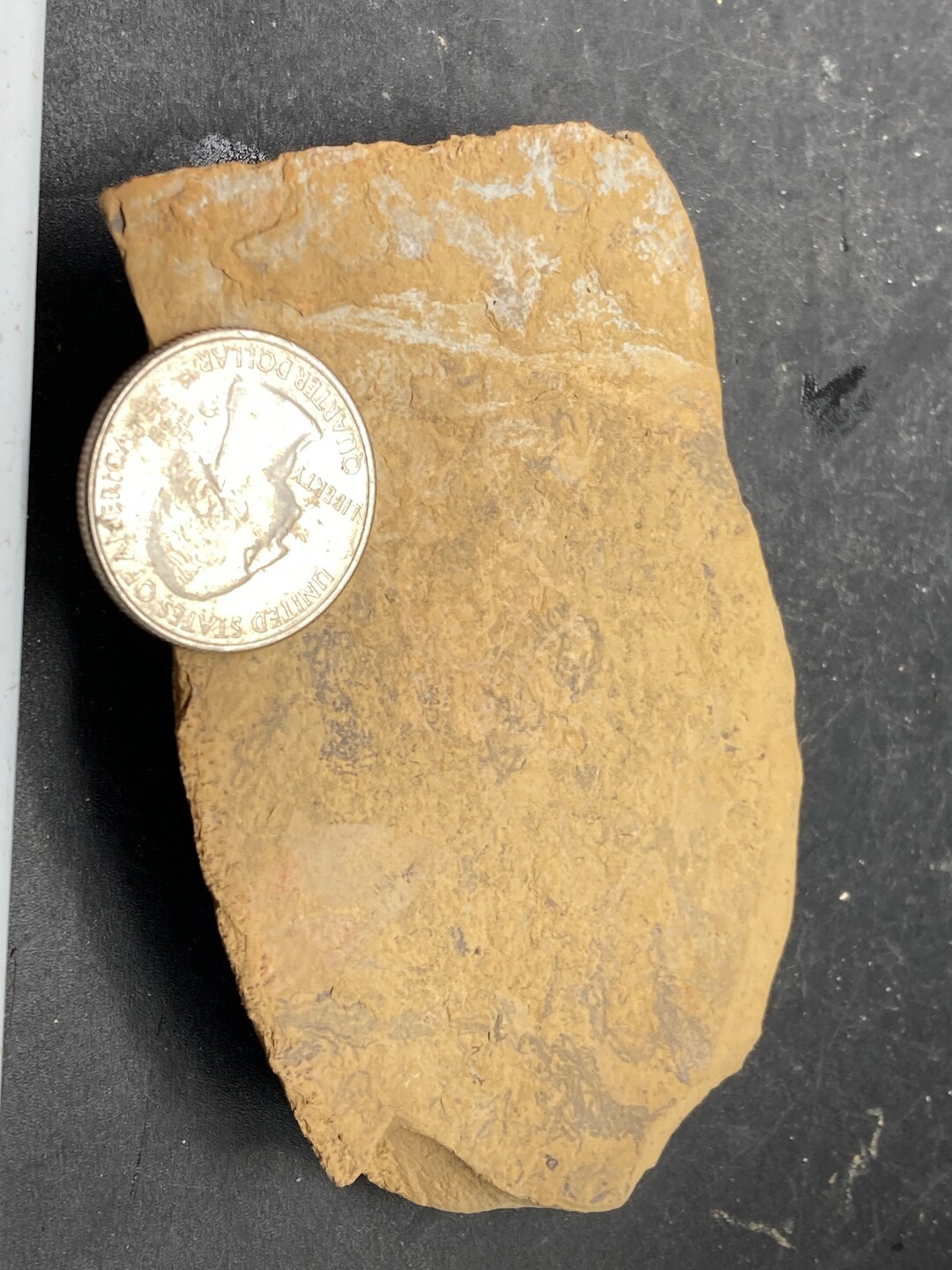 Isoxys Phyllocarid Fossil and Algae From the Chengjiang Fauna! 10J Soft ...