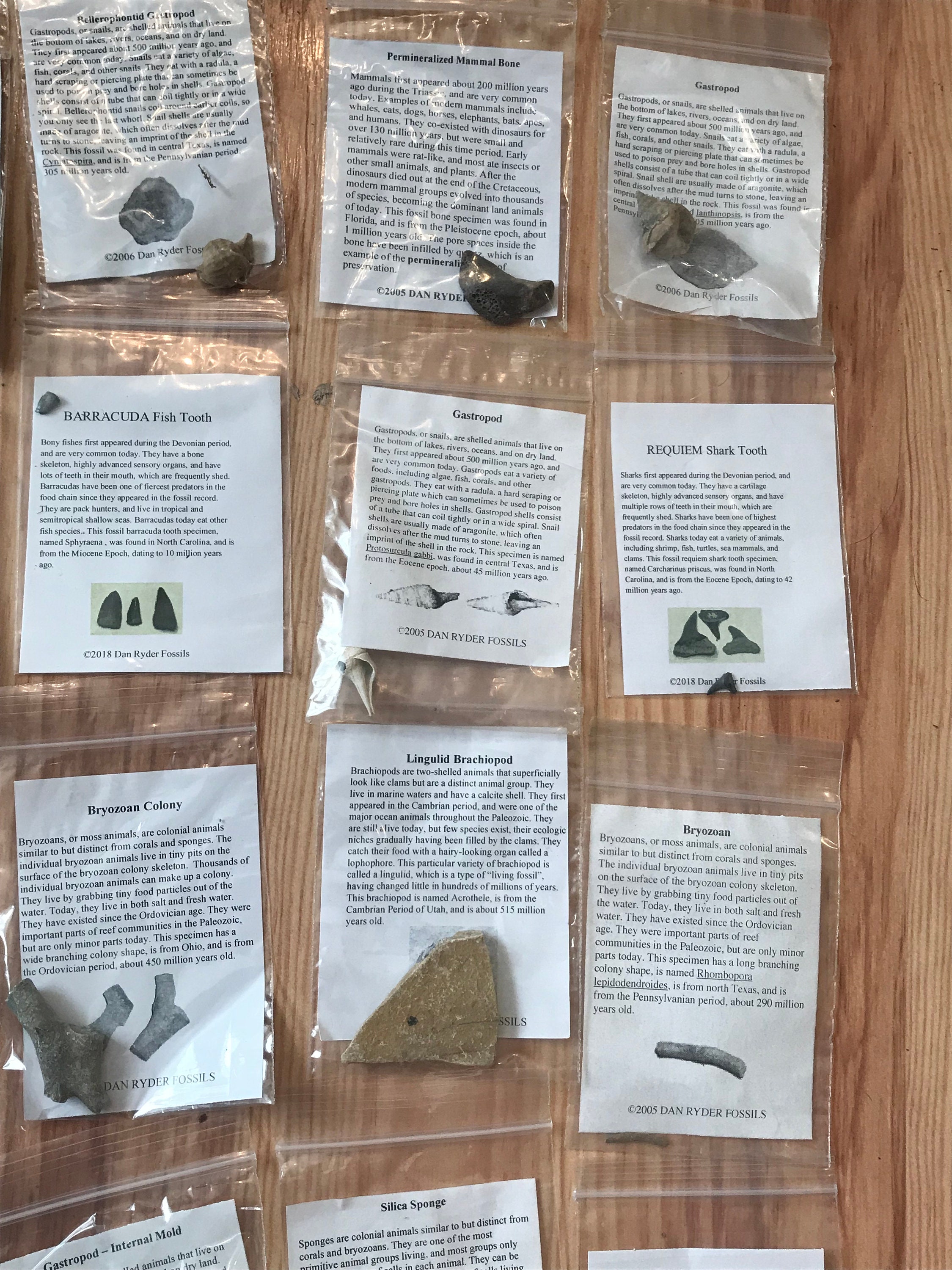 30 Specimen Bagged Fossil Collection Great for Teachers - Etsy Canada