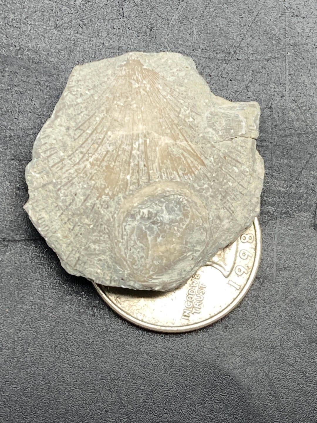 Isorophus Cincinnatiensis Edrioasteroid 1b Ordovician Age Echinoderm ...