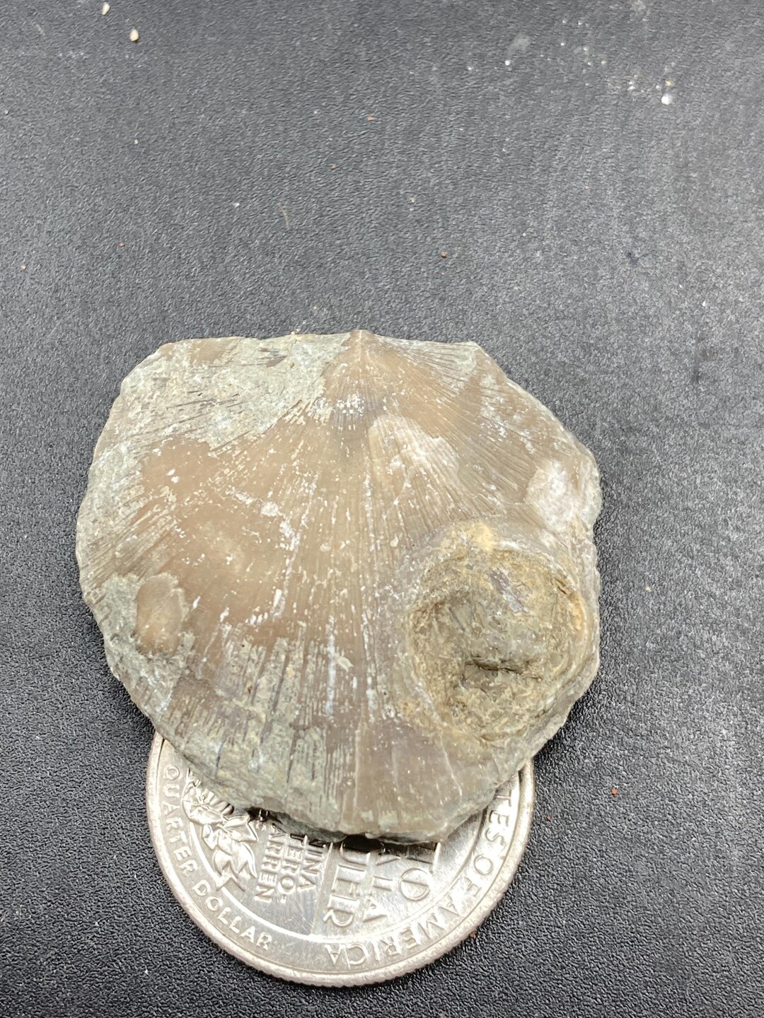 Ordovician Age Edrioasteroid Isorophus Echinoderm Seated Star on ...