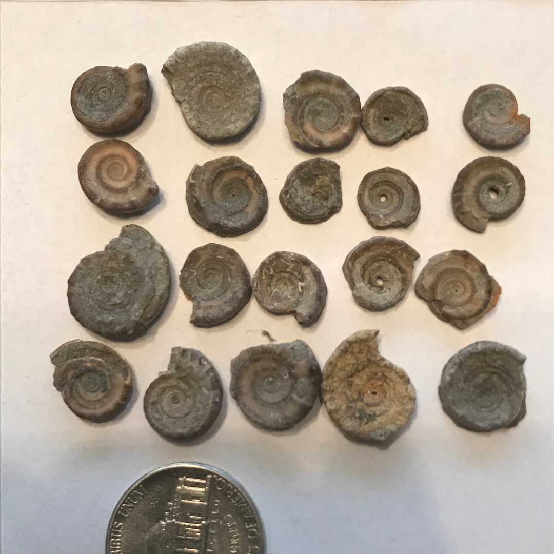 Vingt gastéropodes fossiles Straparollus de l'époque pennsylvanienne du ...