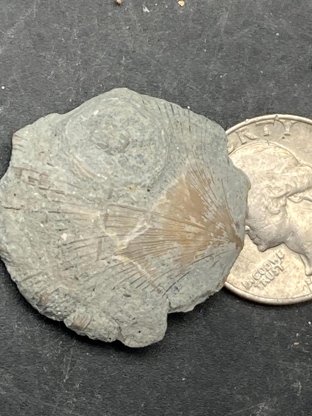 Ordovician Age Edrioasteroid Isorophus Echinoderm Seated Star on ...