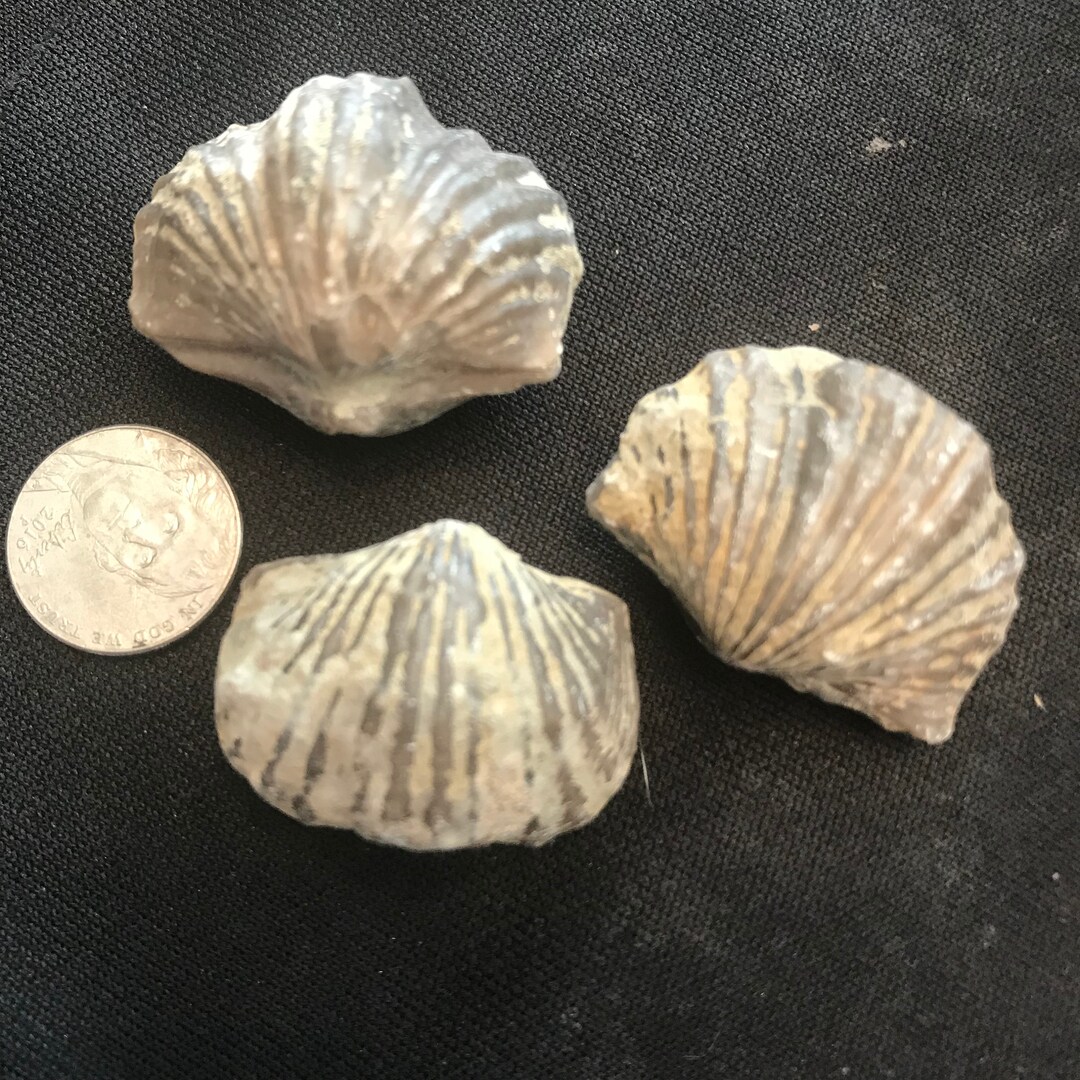 Vinlandostrophia platystrophia Ponderosa Giant Ordovician Age ...