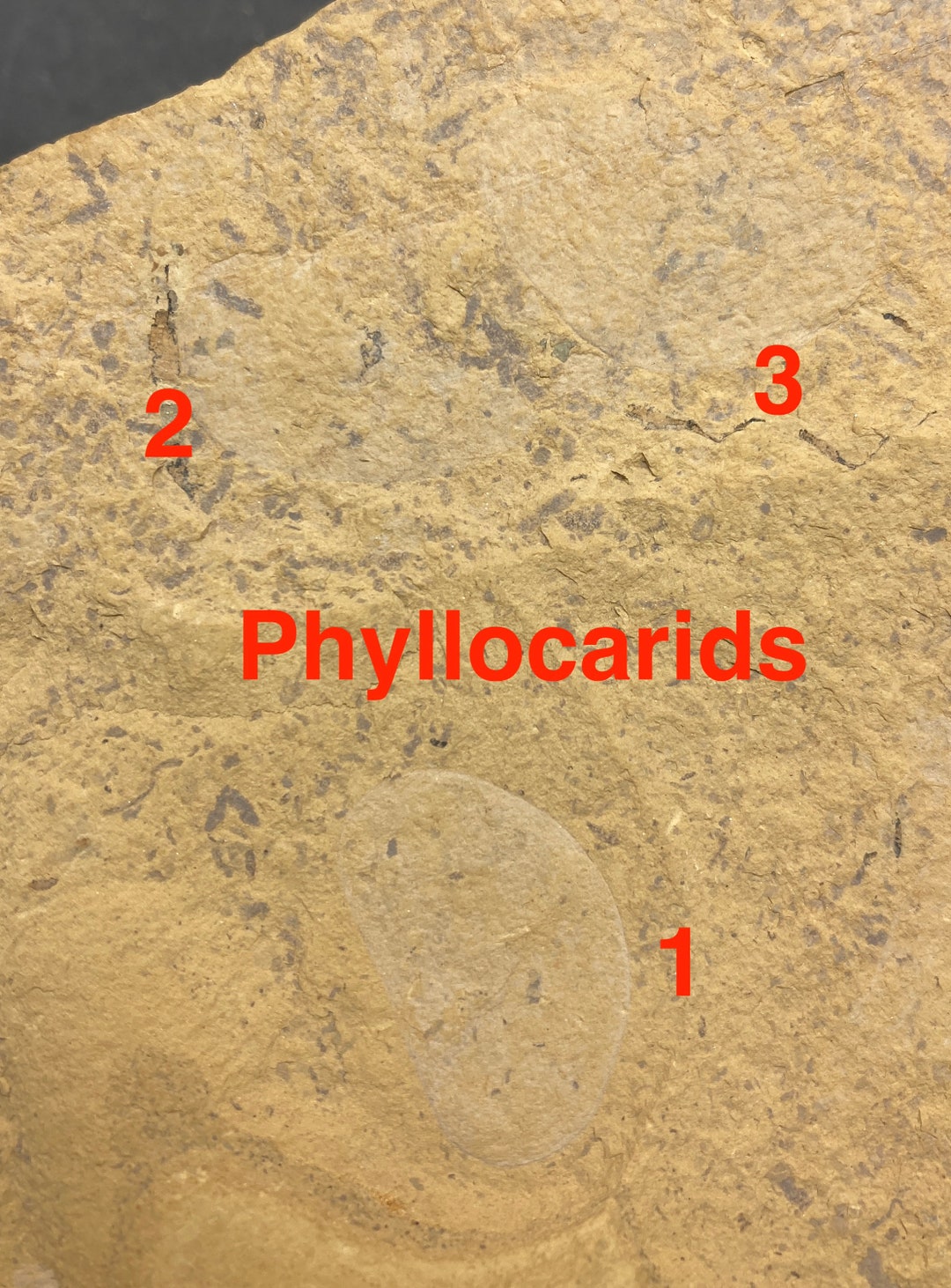 Rare Chengjiang Plate of 3 Phyllocarids, a Worm, and a Naraoid. 10G ...