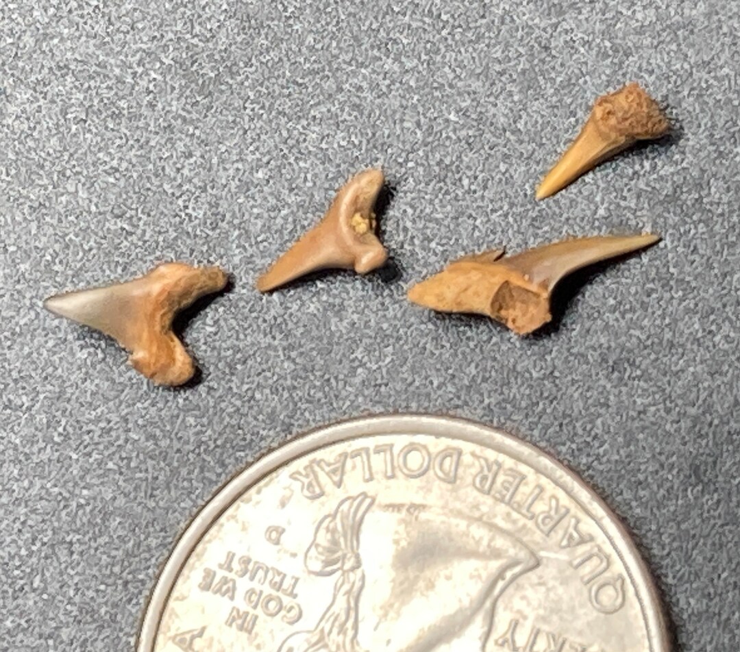 Fossil Extinct Cretolamna Mackerel Shark Tooth Cretaceous Age of Texas ...