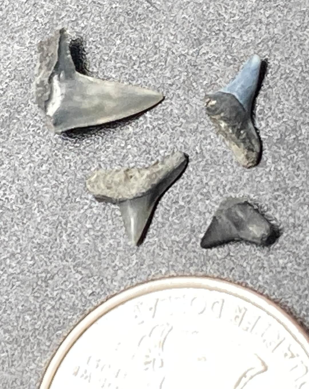 Fossil Extinct Requiem Shark Tooth Eocene Age of North Carolina - Etsy