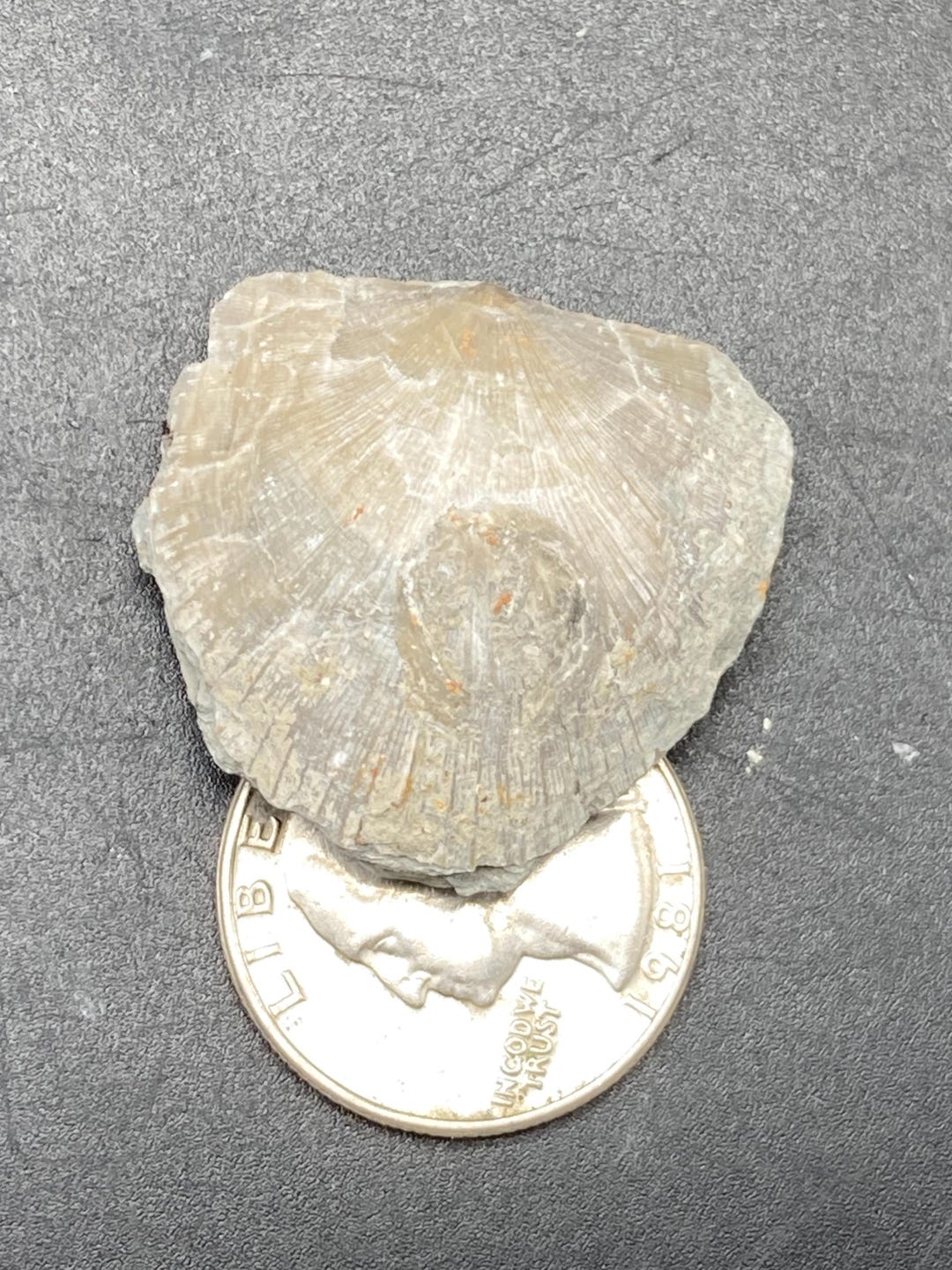 Isorophus Cincinnatiensis Edrioasteroid 1d Ordovician Age Echinoderm ...