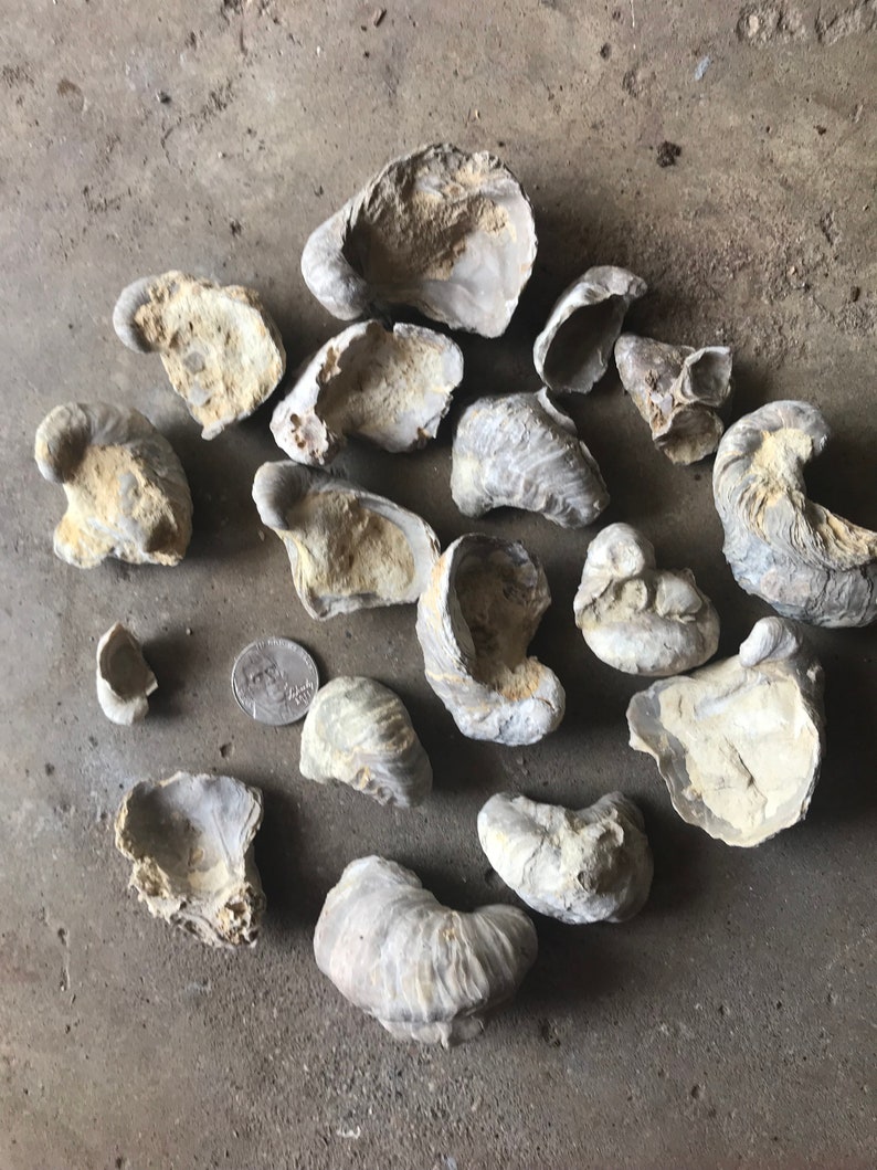 Texigryphaea Devil's Toenail Oyster Fossils Lote de una libra para ...