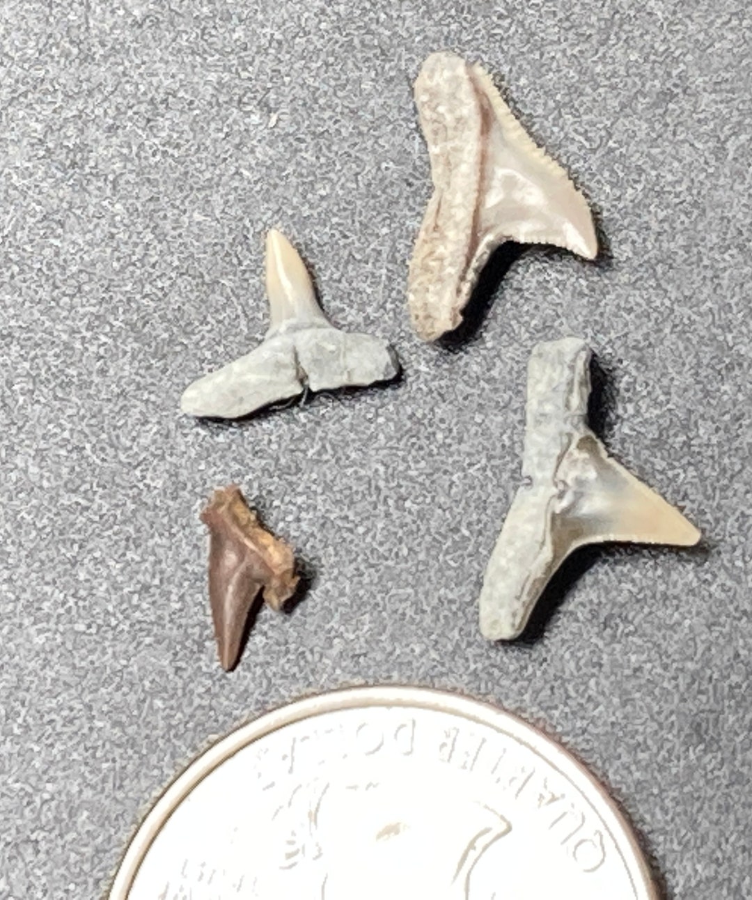 Carcharinus Fossil Extinct Dusky Shark Tooth Miocene Age of North ...