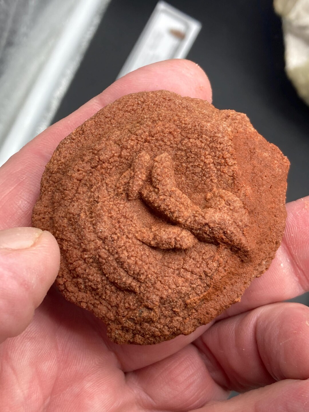Very Large Sparkly Barite Rose Rock Crystal 1B State Rock of Oklahoma ...