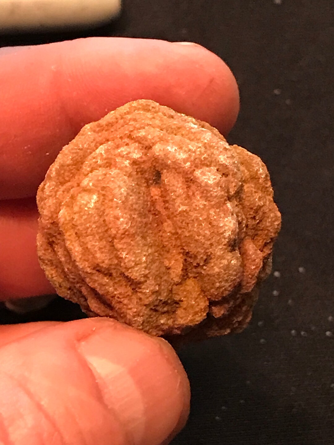 Medium Sized Barite Rose Rocks From Oklahoma Lots of Specimens ...
