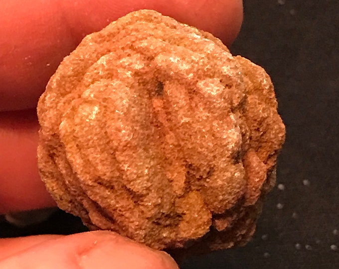 Medium Sized Barite Rose Rocks From Oklahoma Lots of Specimens - Etsy