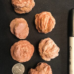 Medium Sized Barite Rose Rocks From Oklahoma Lots of Specimens ...