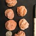 Medium Sized Barite Rose Rocks From Oklahoma Lots of Specimens ...