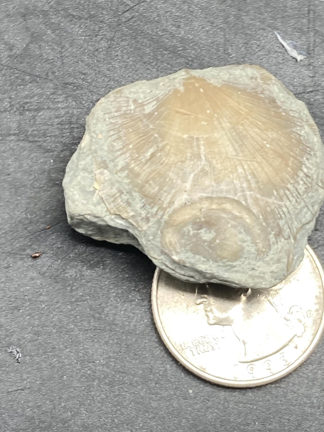 Isorophus Cincinnatiensis Edrioasteroid 1a Ordovician Age Echinoderm ...