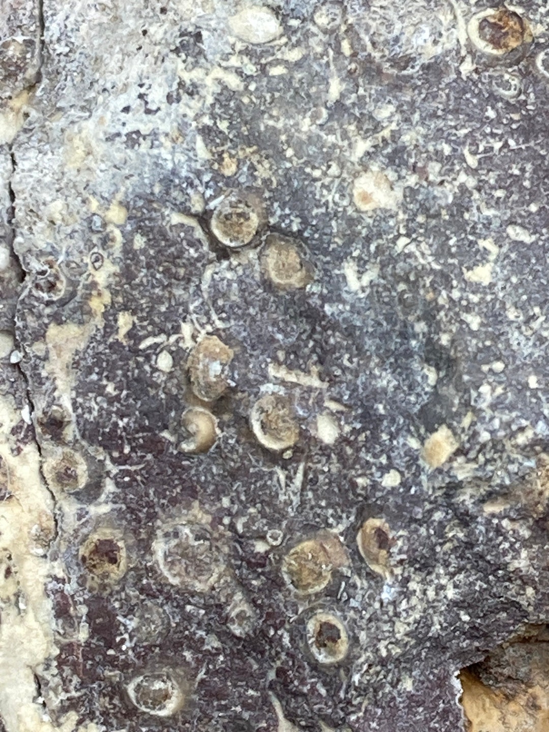 Ordovician Age Edrioasteroid Multi Specimen Hard Ground Fossil 9R ...