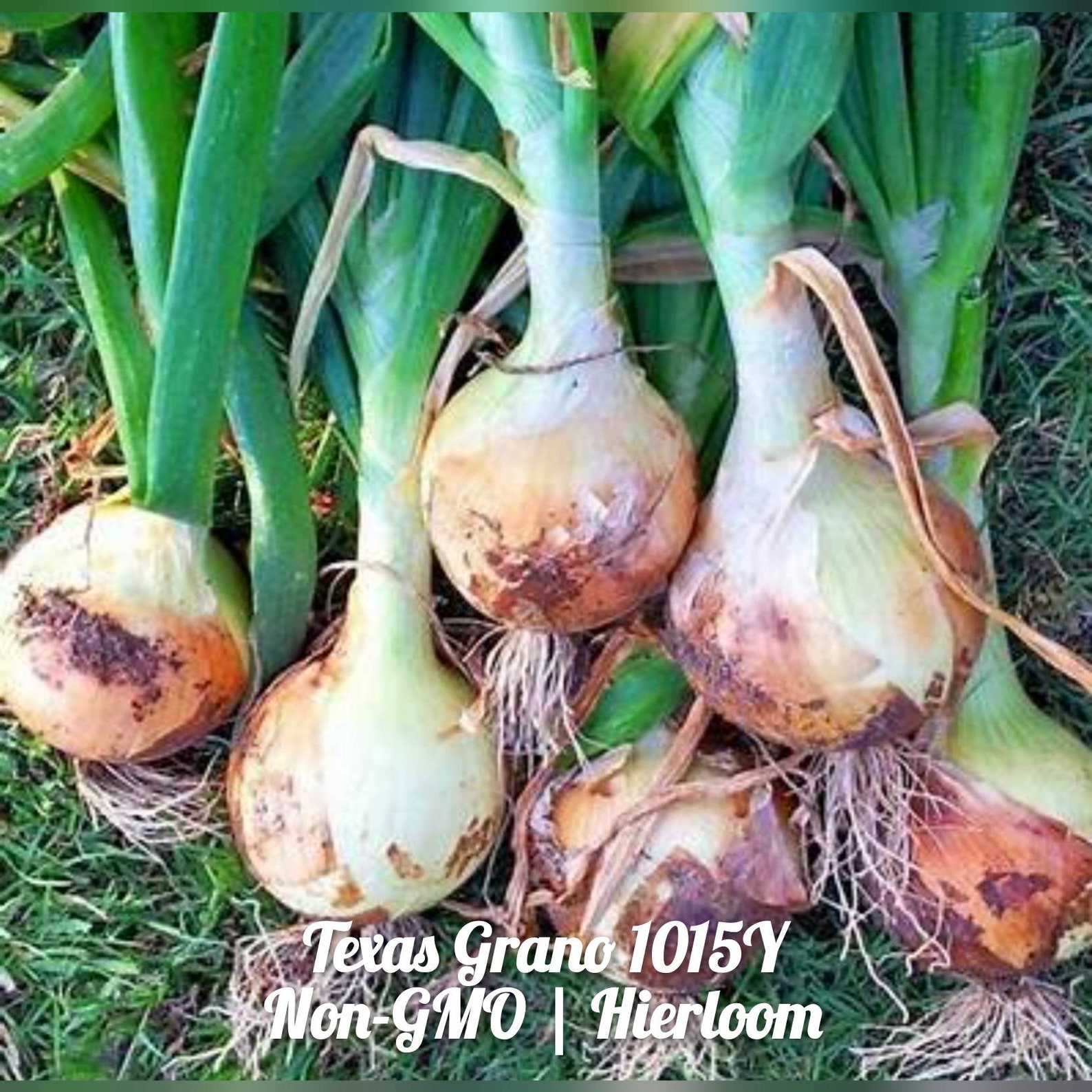Texas Grano 1015Y Supersweet Onion Seeds 200 Free Shipping | Etsy